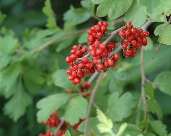 Konza Fragrant Sumac {rhus Aromatica Konza} Vibrant Deciduous ...