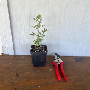 4” Desert Sumac (rhus Microphylla) Plant - Etsy