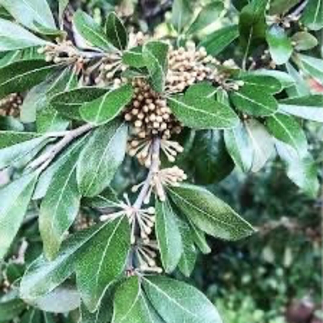 Seeds. Gum Bumelia, Wooly Buckthorn, Chittamwood (sideroxylon ...