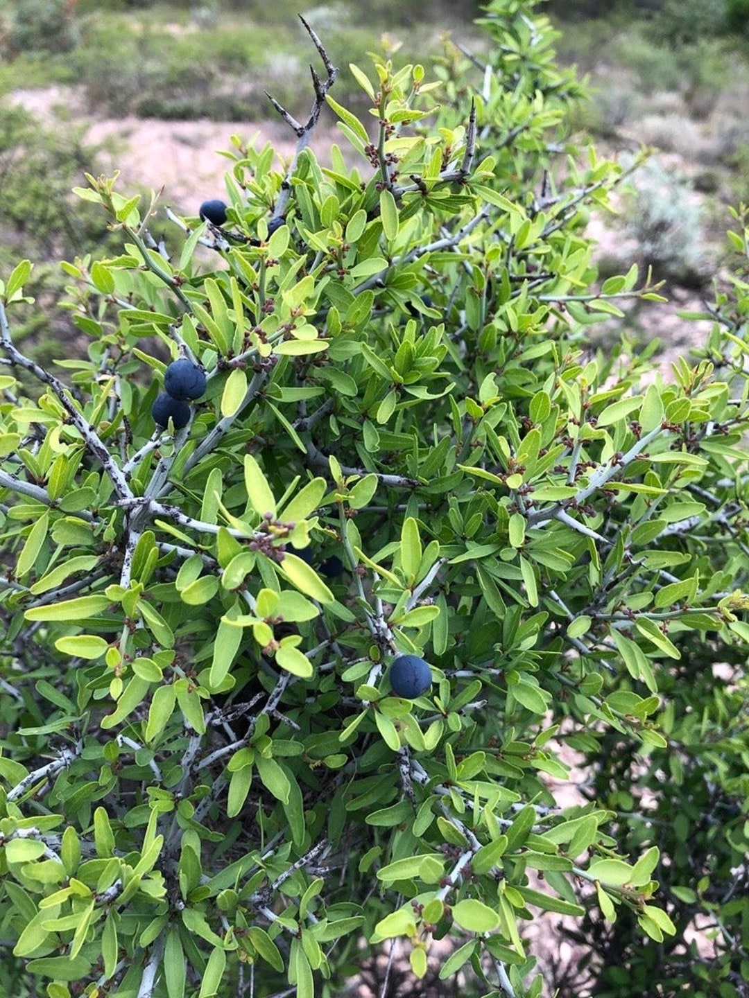 Seeds. Crown of Thorns, Lotebush ziziphus Obtusifolia - Etsy