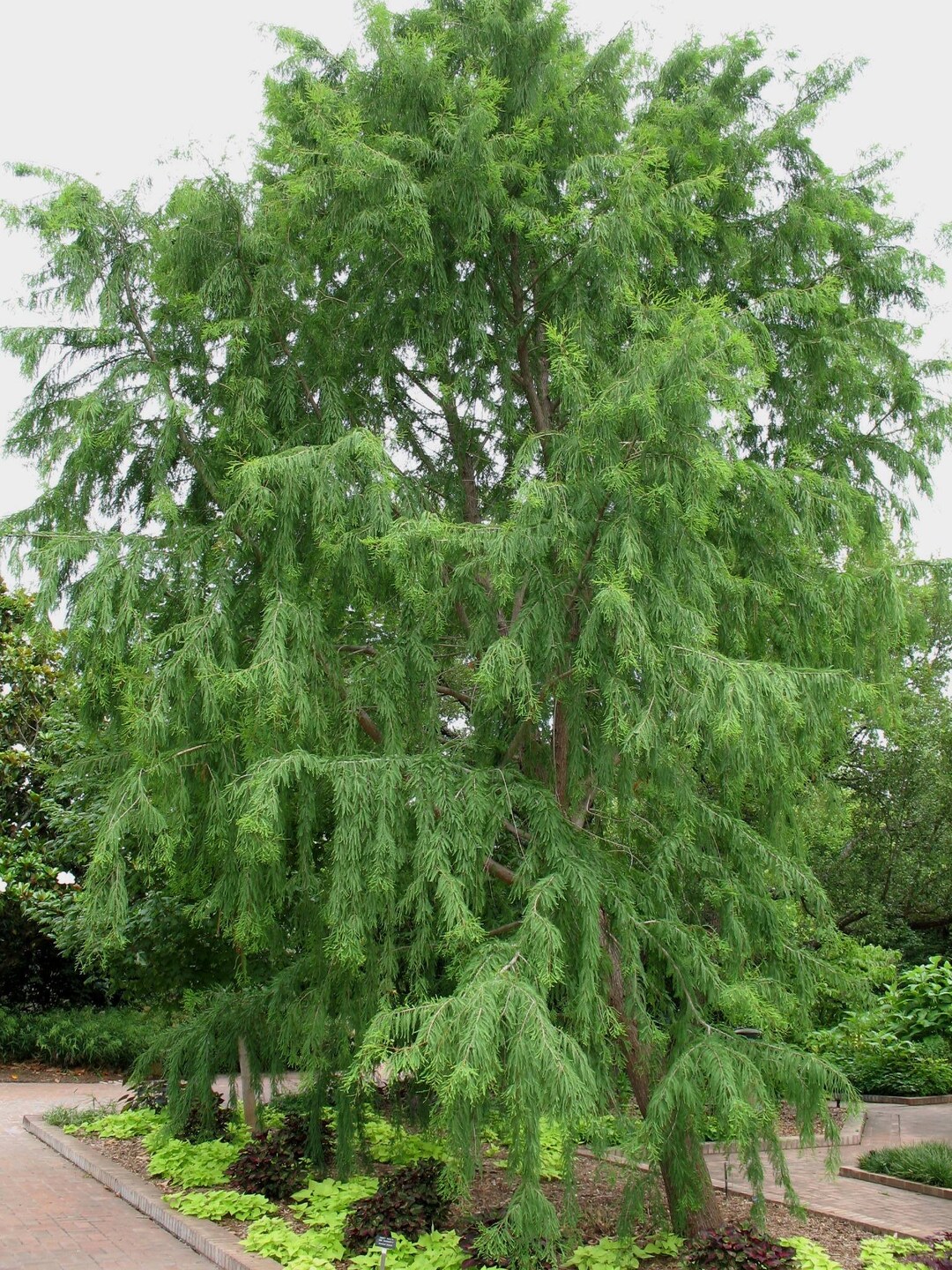 Seeds. Montezuma Cypress (taxodium Mucronatum) - Etsy