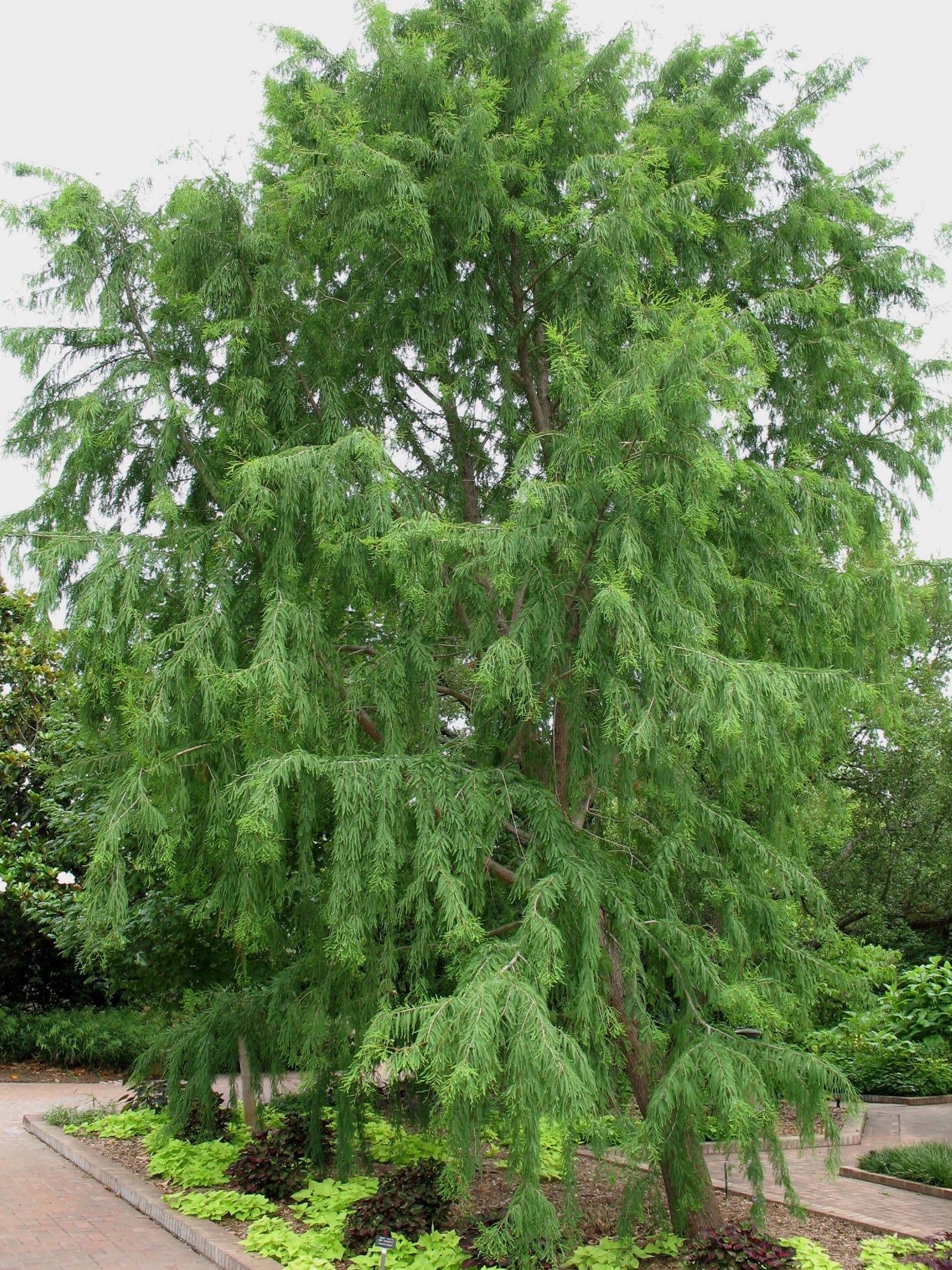 Seeds. Montezuma Cypress taxodium Mucronatum - Etsy