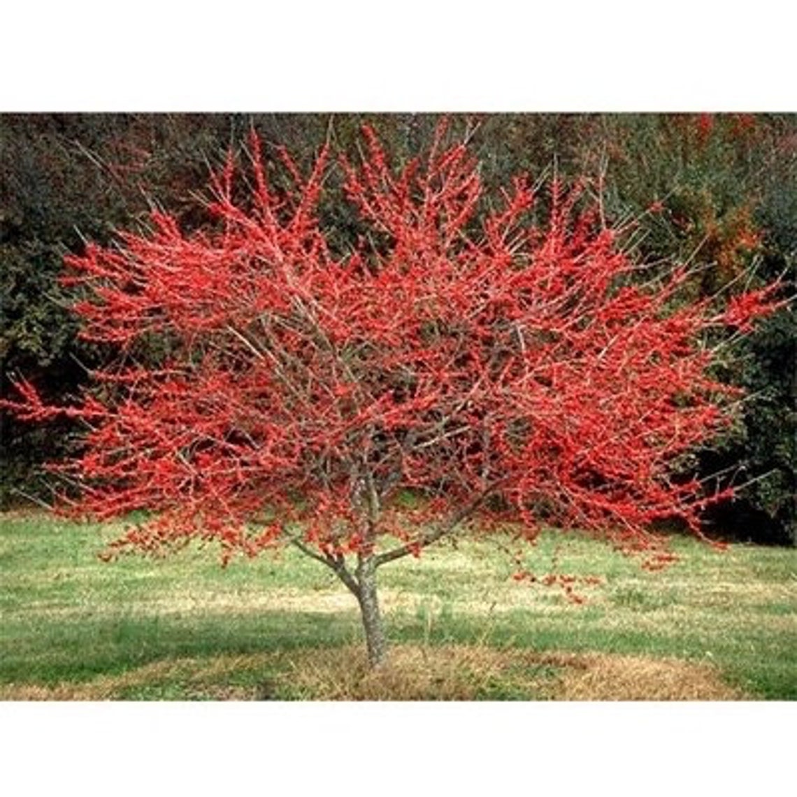Seeds. Possumhaw Holly (ilex Decidua) - Etsy