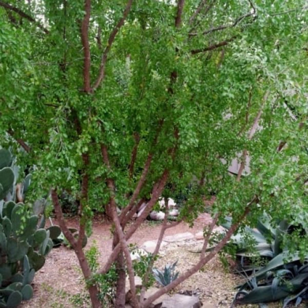 Seeds. Brazilwood, Bluewood (condalia Hookeri). - Etsy