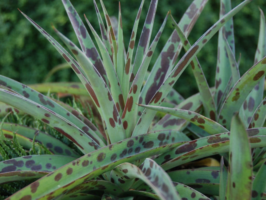 Seeds. Texas Tuberose (manfreda Maculosa, Agave Maculata) - Etsy