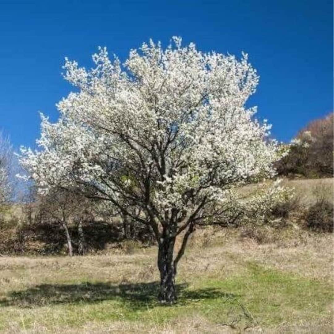 Seeds. Mexican Plum (prunus Mexicana). - Etsy