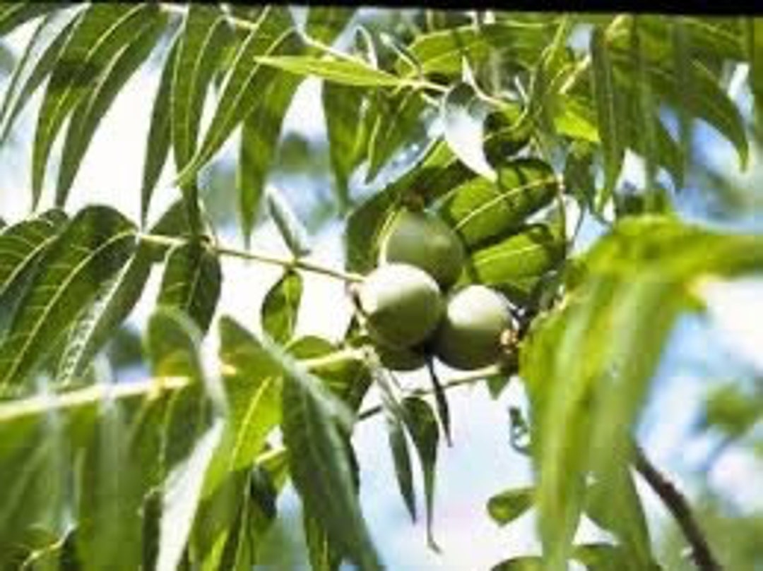 Seeds. Little Walnut, Texas Walnut (juglans Microcarpa) - Etsy