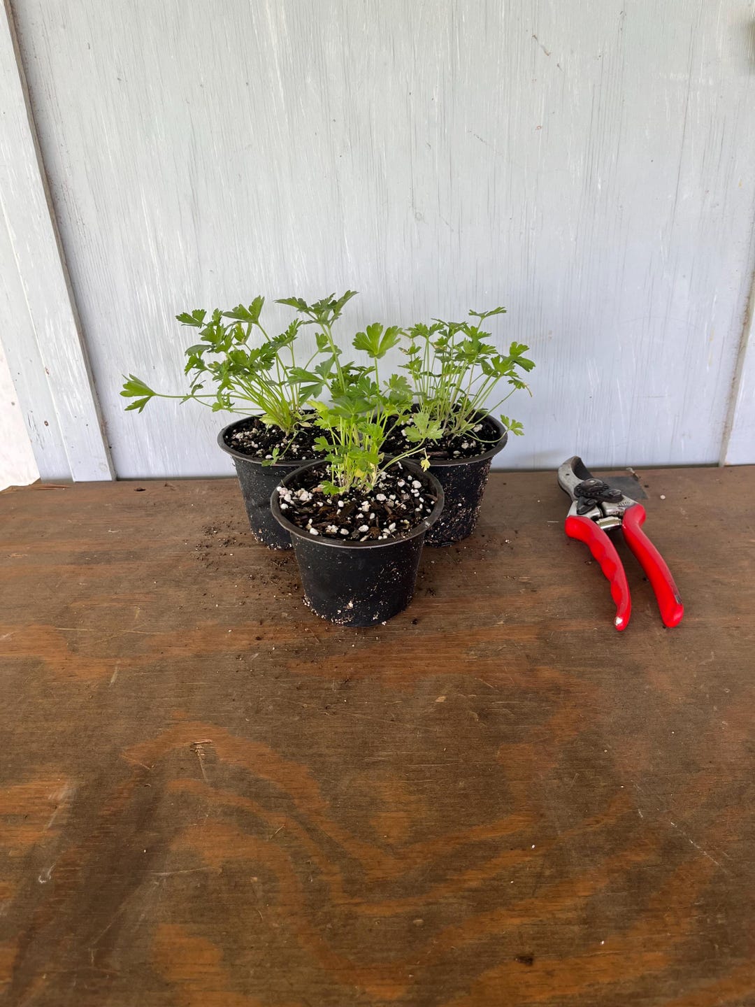 4” Parsley Plants (3 Plants per Order) - Etsy