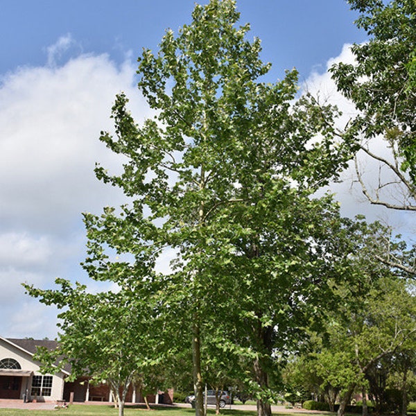 Mexican Sycamore - Etsy