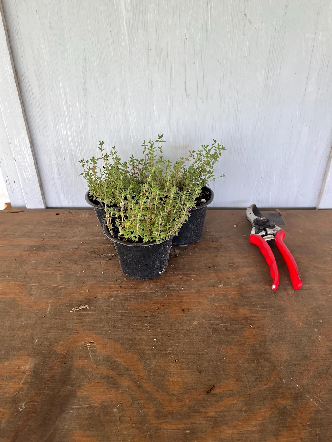 4” Thyme Plants (3 Plants per Order) - Etsy Canada
