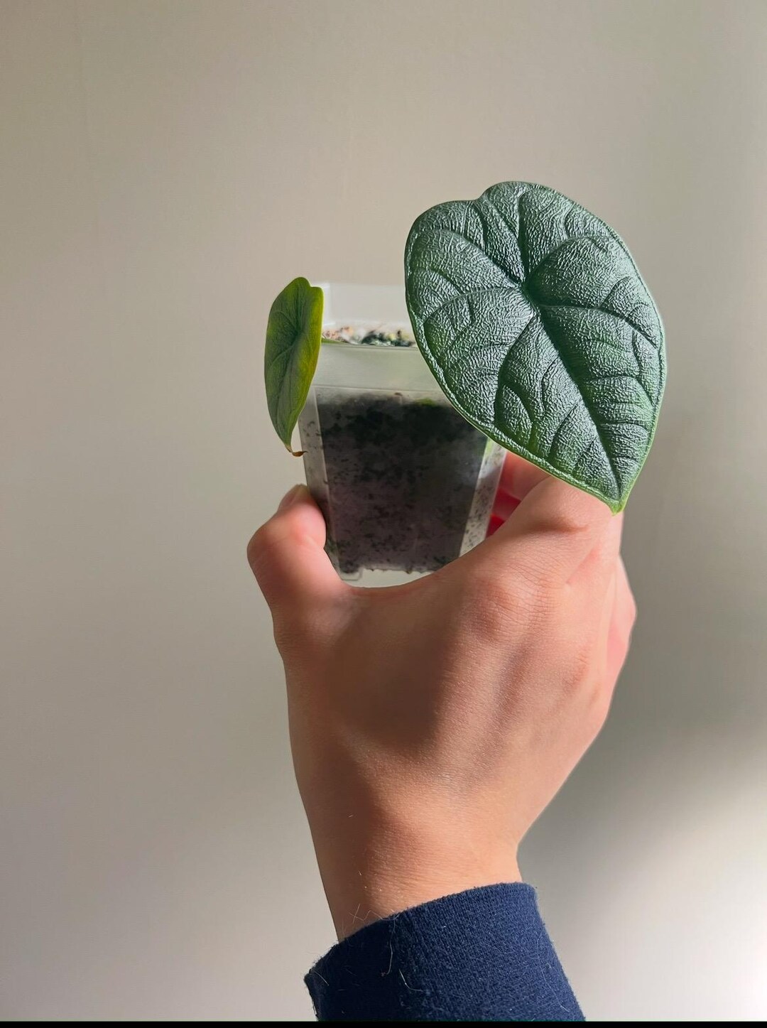 Alocasia Melo Fully Rooted Exact Plant 3in Pot - Etsy