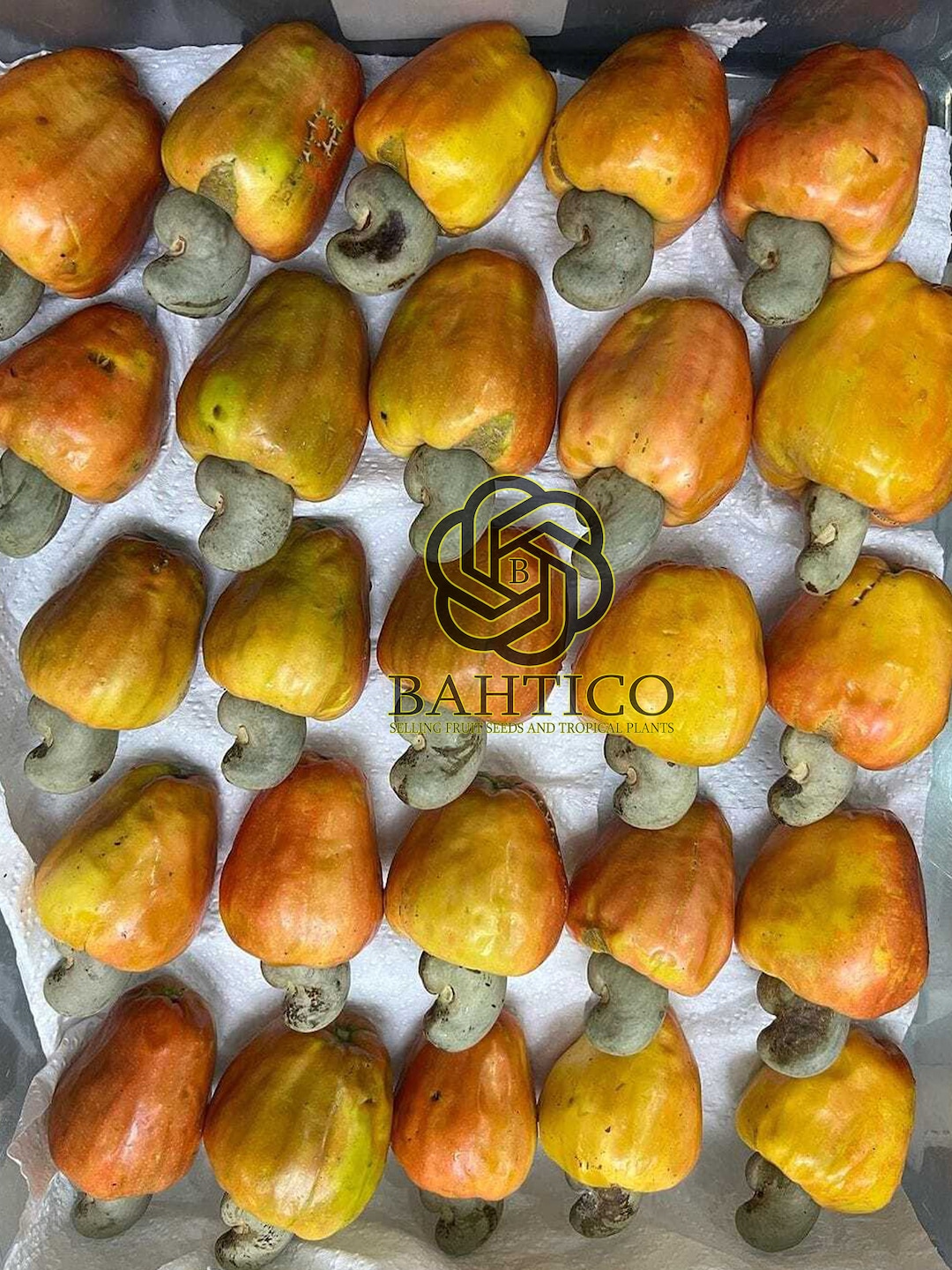 Wholesale Grafted Fruit CASHEW Free Phytosanitary DHL Express Grafted ...