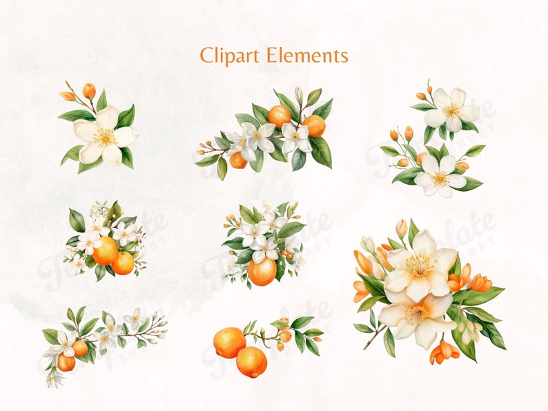 Watercolor Orange Blossom Clipart Set PNG Transparent Floral Art ...