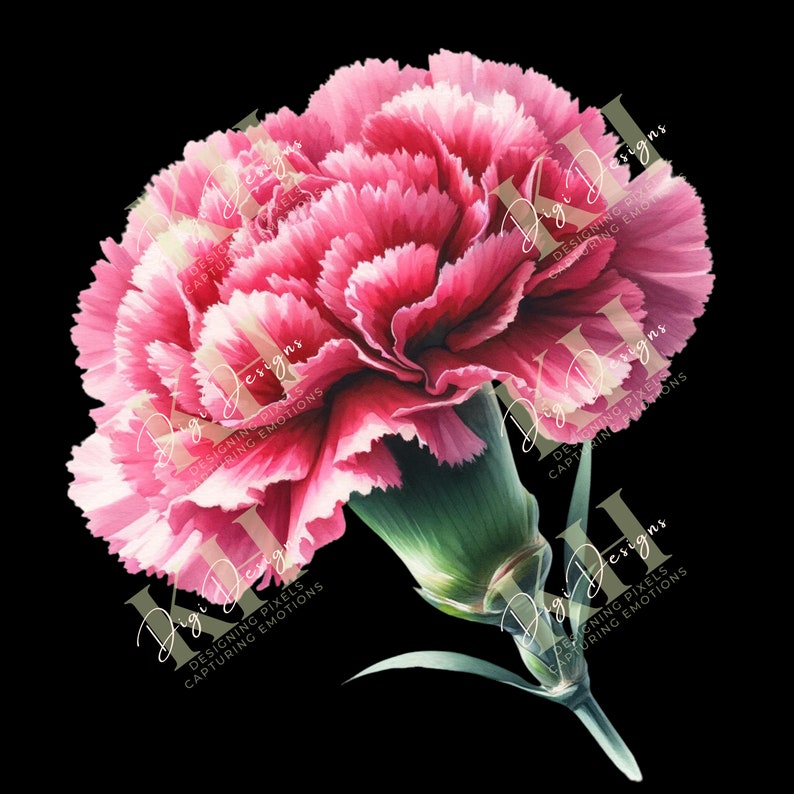 Carnation January Birth Flower Clipart Bundle, Five Digital PNG Images ...