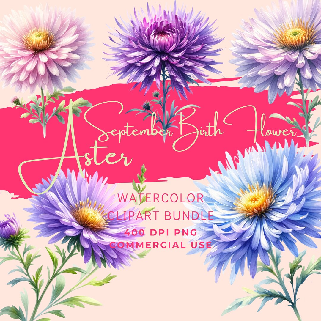 Aster September Birth Flower Clipart Bundle, Five Digital PNG Images in High Resolution ...