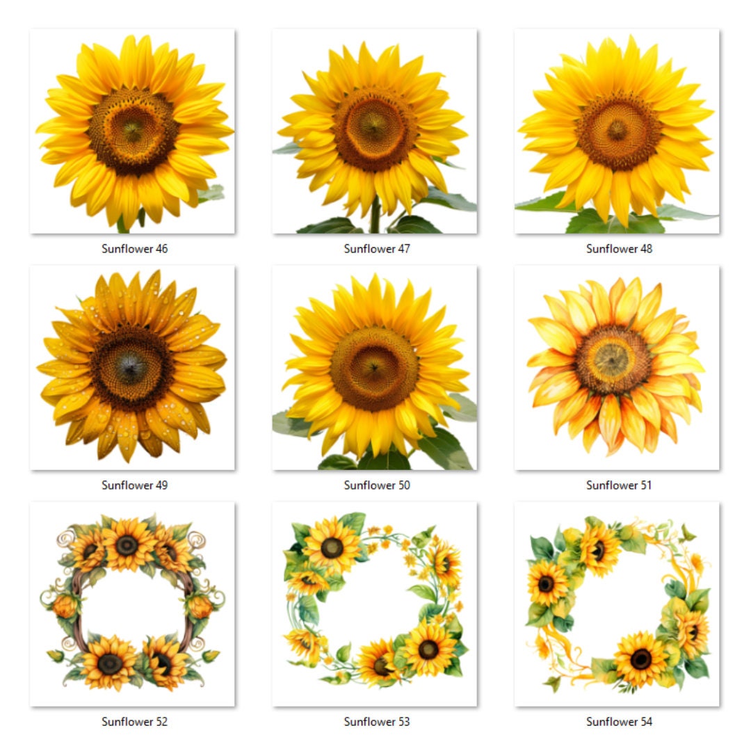 Sunflower Watercolor Clipart Collection: 64 Floral High-resolution Pngs ...