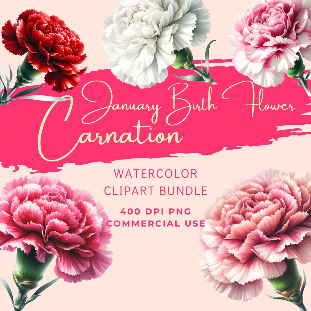 Carnation January Birth Flower Clipart Bundle, Five Digital PNG Images ...