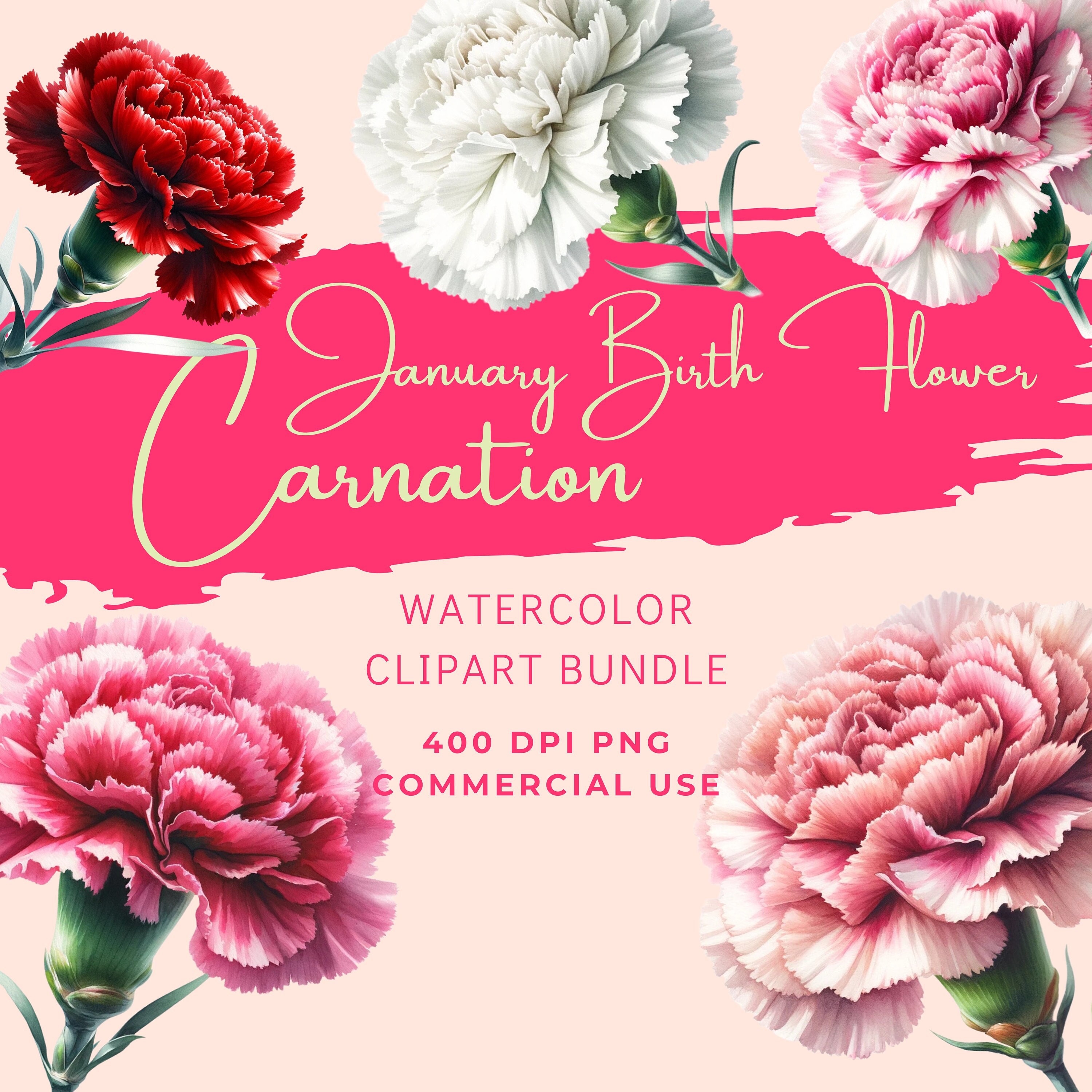 Carnation January Birth Flower Clipart Bundle, Five Digital PNG Images ...
