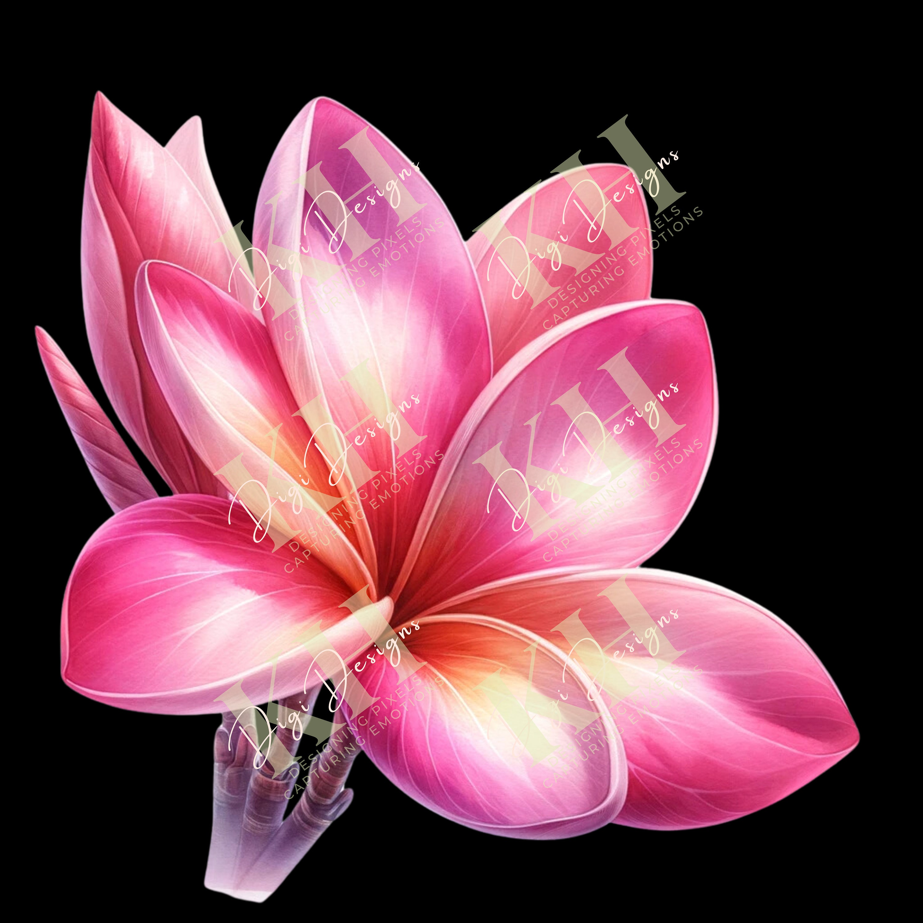 Frangipani Plumeria Clipart Bundle of Five High Quality, High Resolution Digital PNG Images ...