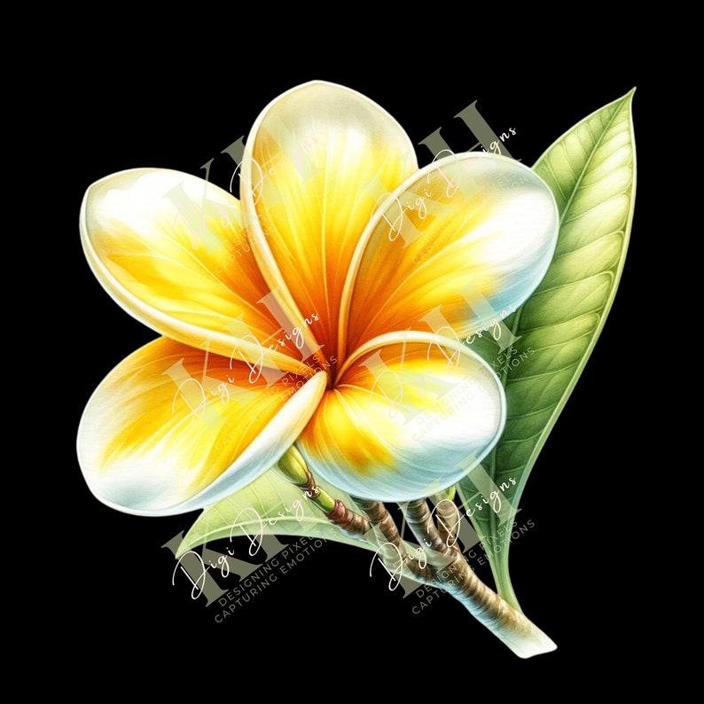 Frangipani Plumeria Clipart Bundle, Five High Resolution Digital PNG Images, Transparent ...