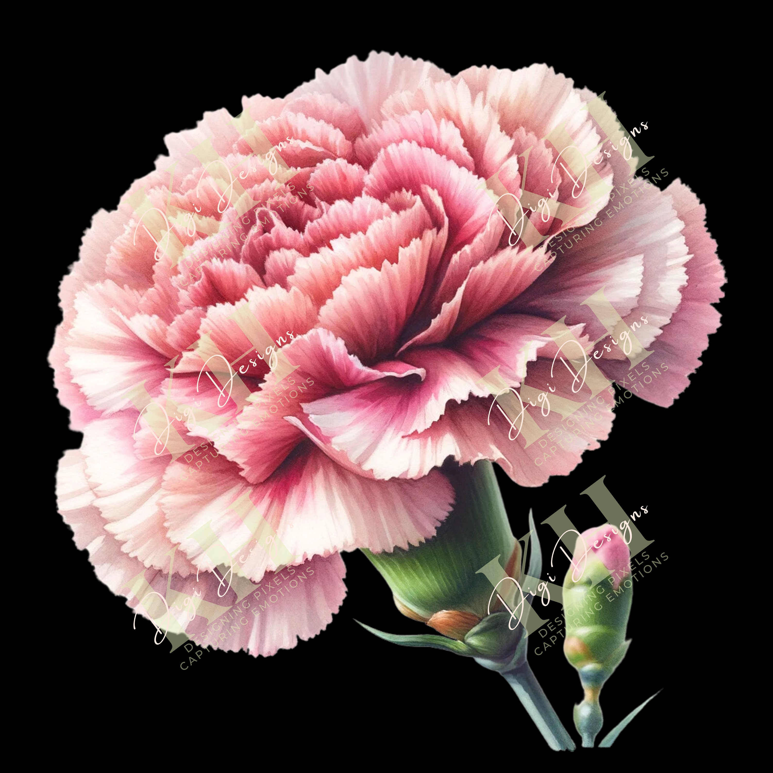 Carnation January Birth Flower Clipart Bundle, Five Digital PNG Images ...