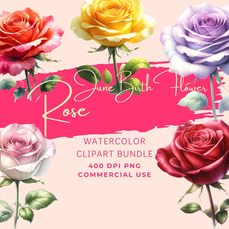 Rose June Birth Flower Clipart Bundle, Five Digital PNG Images in High ...