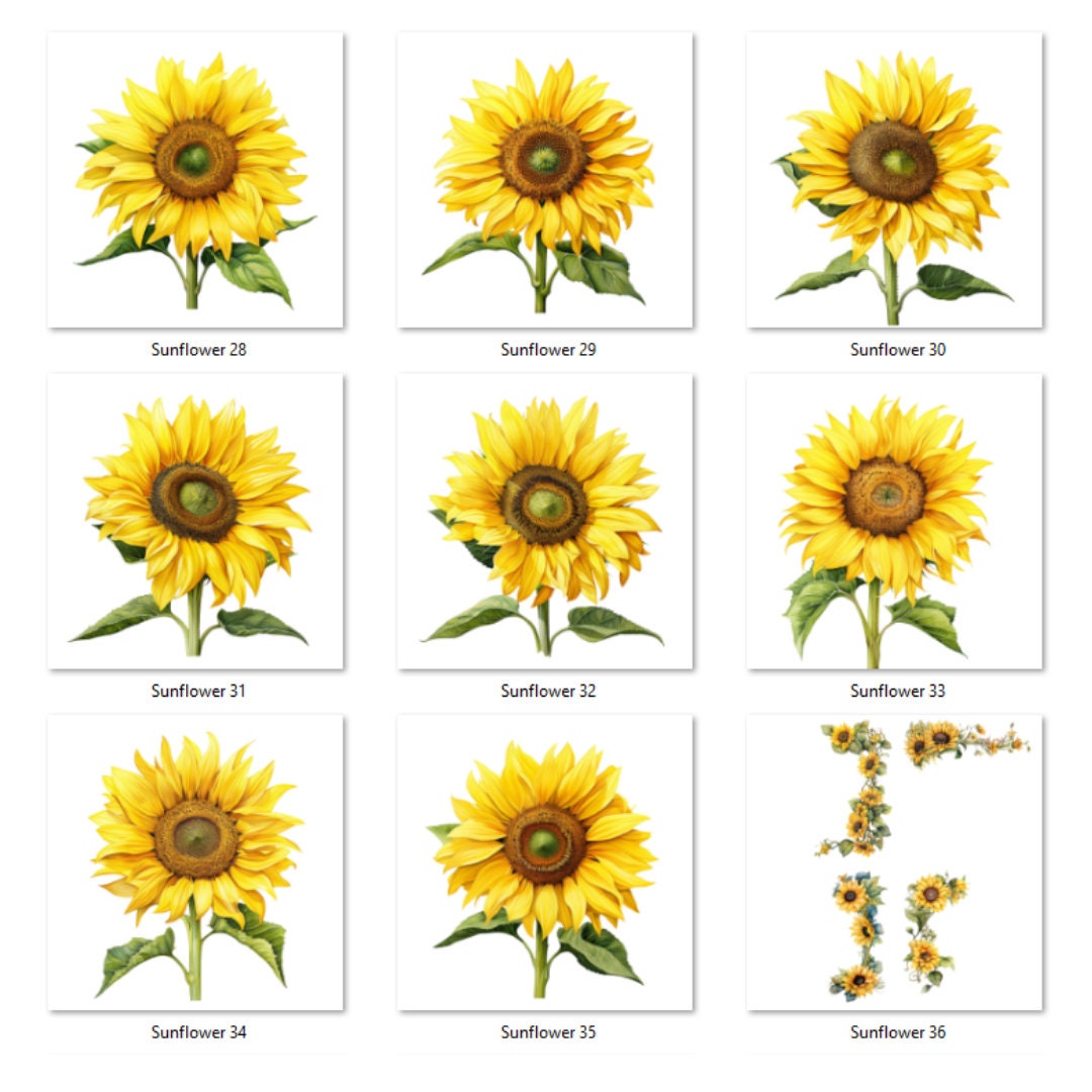 Sunflower Watercolor Clipart Collection: 64 Floral High-resolution Pngs ...