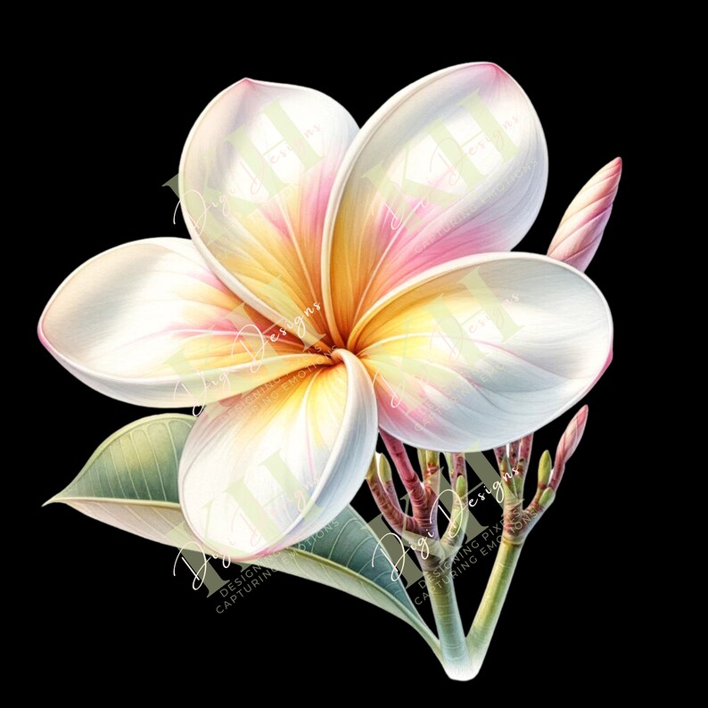 Frangipani Plumeria Clipart Bundle of Five High Resolution Digital PNG Images, Transparent ...