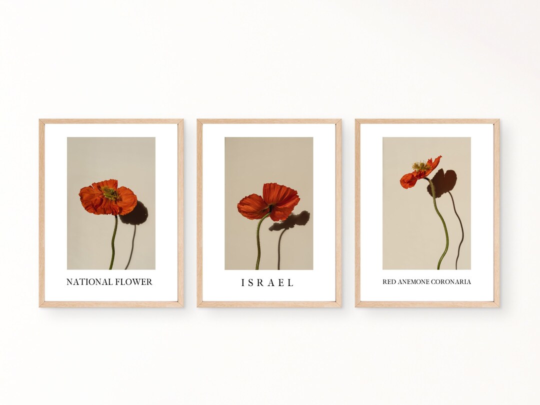 Israel National Flower - Red Anemone Coronaria Wall Art Print, State ...