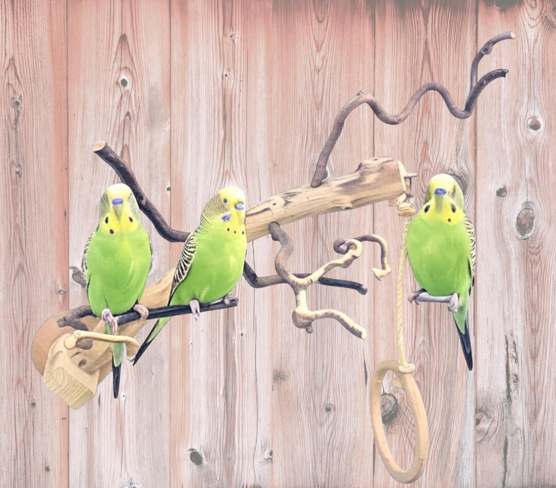 Climbing Tree "moon" Wall Mount 60 Cm for Budgies, Parakeets, Finches ...