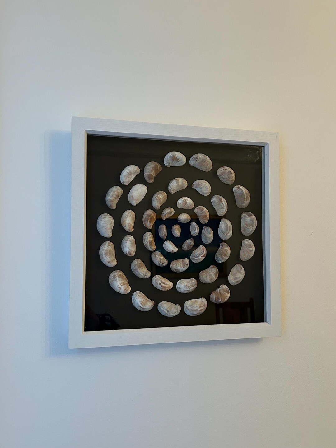South Coast Limpet Shell Art * Handmade in UK and Framed * Limpet ...