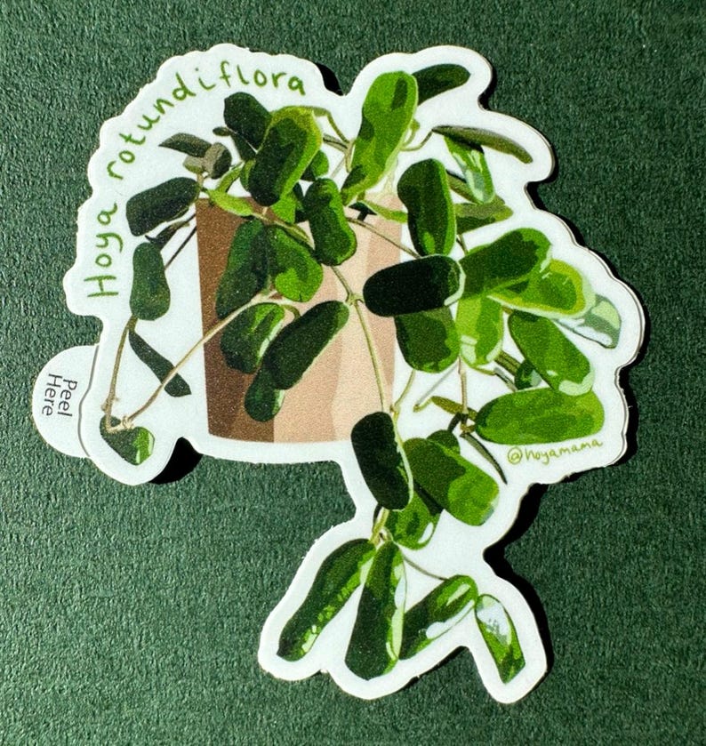 Hoya Rotundiflora Plant Lover Sticker - Etsy
