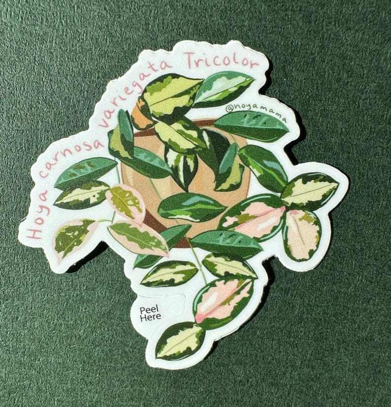 Hoya Carnosa Variegata Tricolor Plant Lover Sticker - Etsy