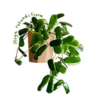 Hoya Rotundiflora Plant Lover Sticker - Etsy
