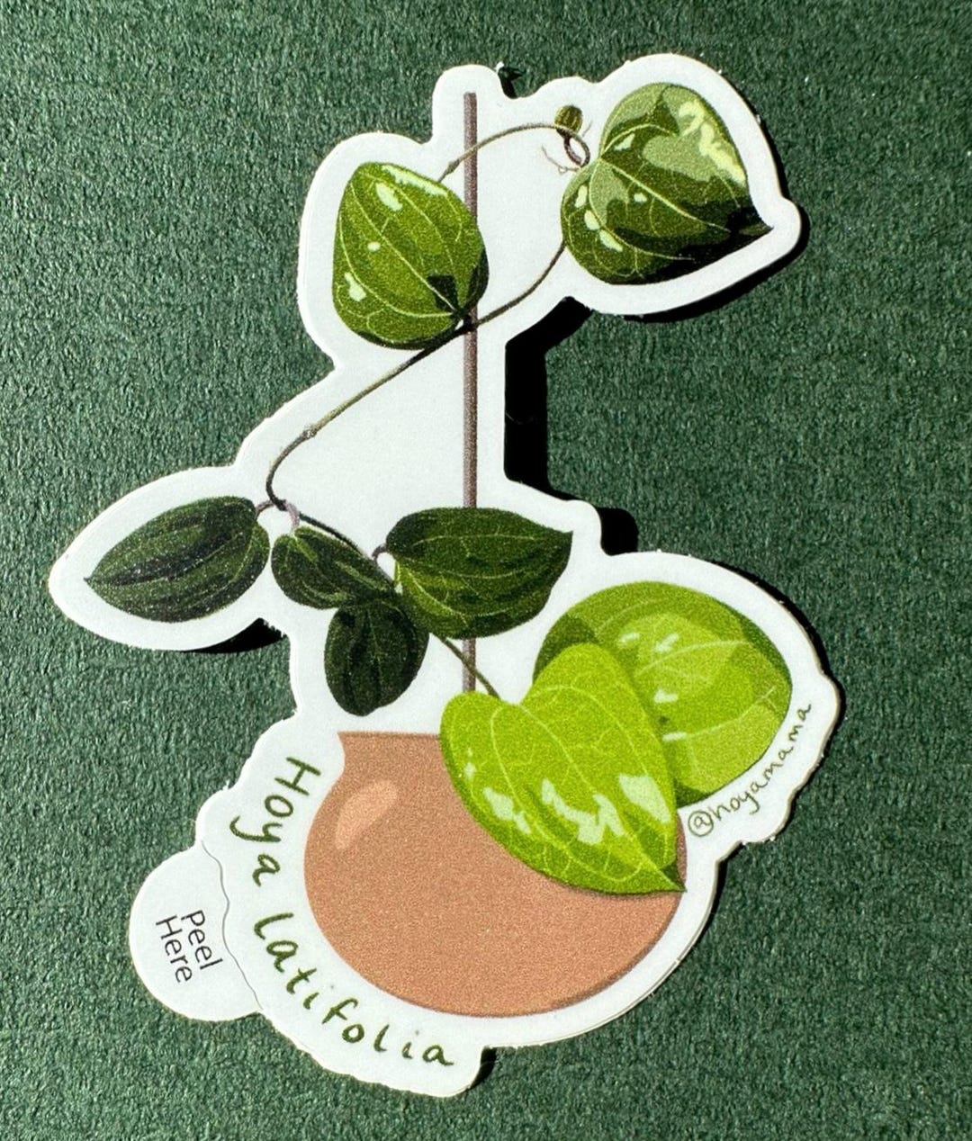 Hoya Latifolia Plant Lover Sticker - Etsy