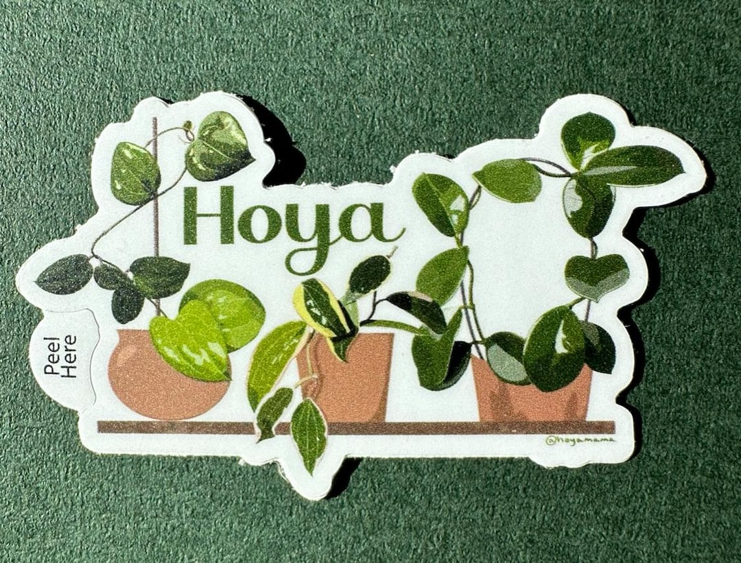 Hoya Trio Plant Lover Sticker - Etsy
