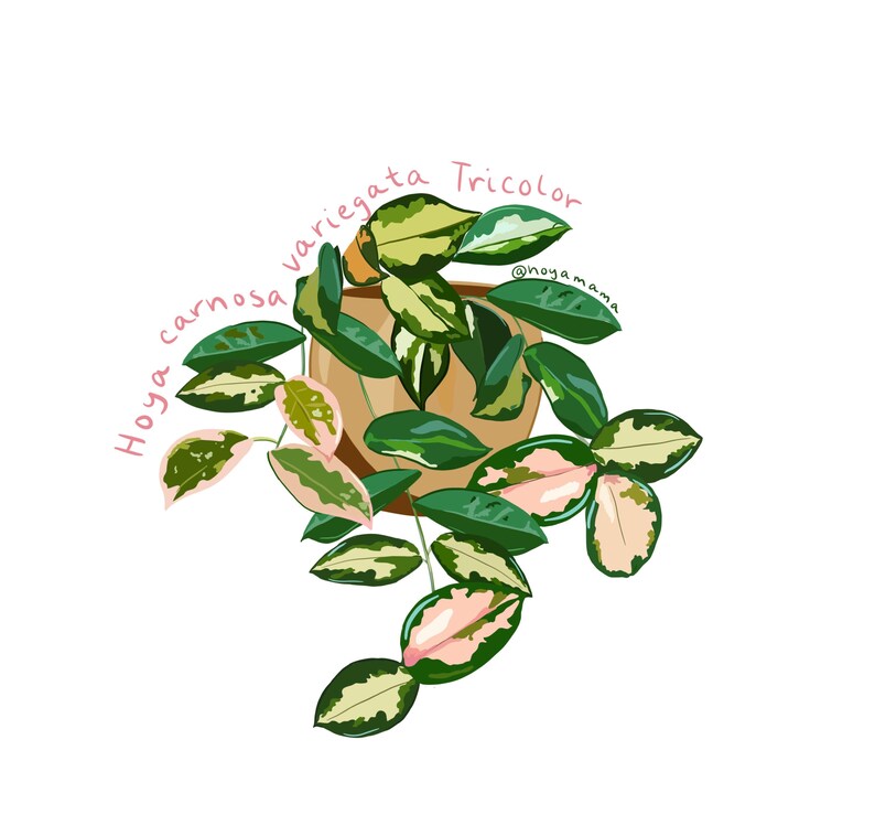 Hoya Carnosa Variegata Tricolor Plant Lover Sticker - Etsy