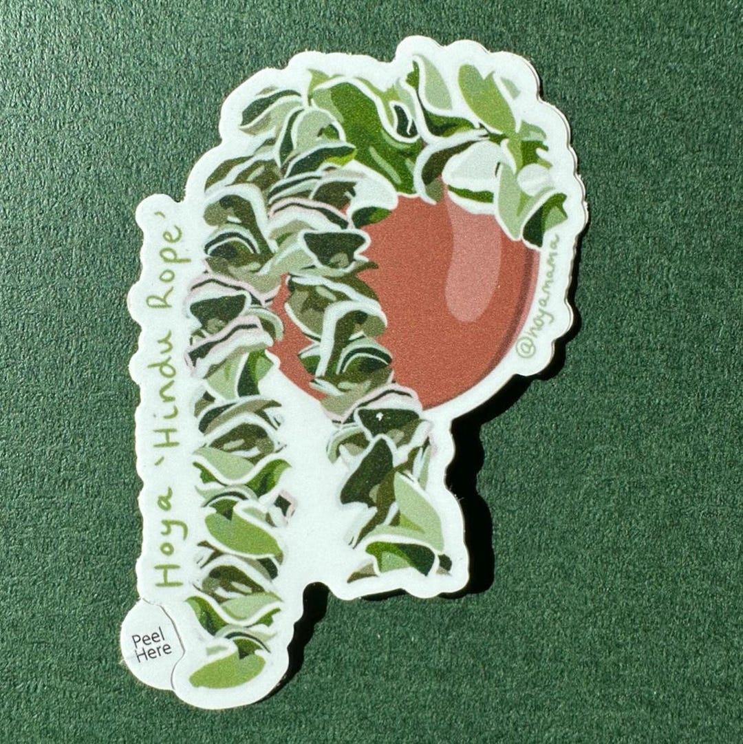 Hoya Hindu Rope Plant Lover Sticker - Etsy