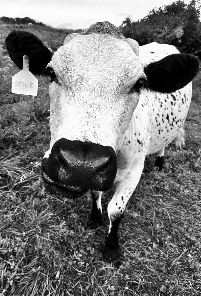 Black and White Angus Cow in Pasture - Etsy