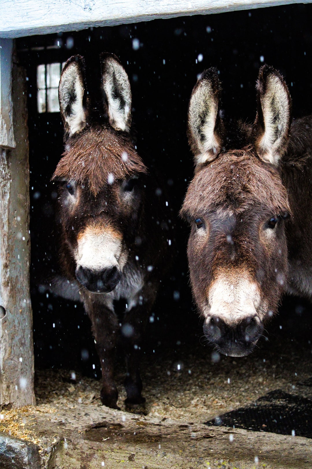 Adorable Brown Miniature Donkeys in Barn With Snow - Etsy