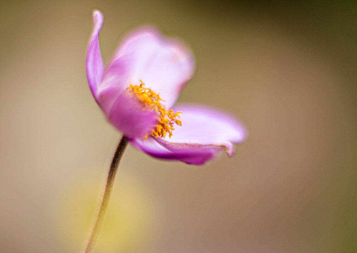 Pretty Pink Abstract Macro Flower Photography - Etsy