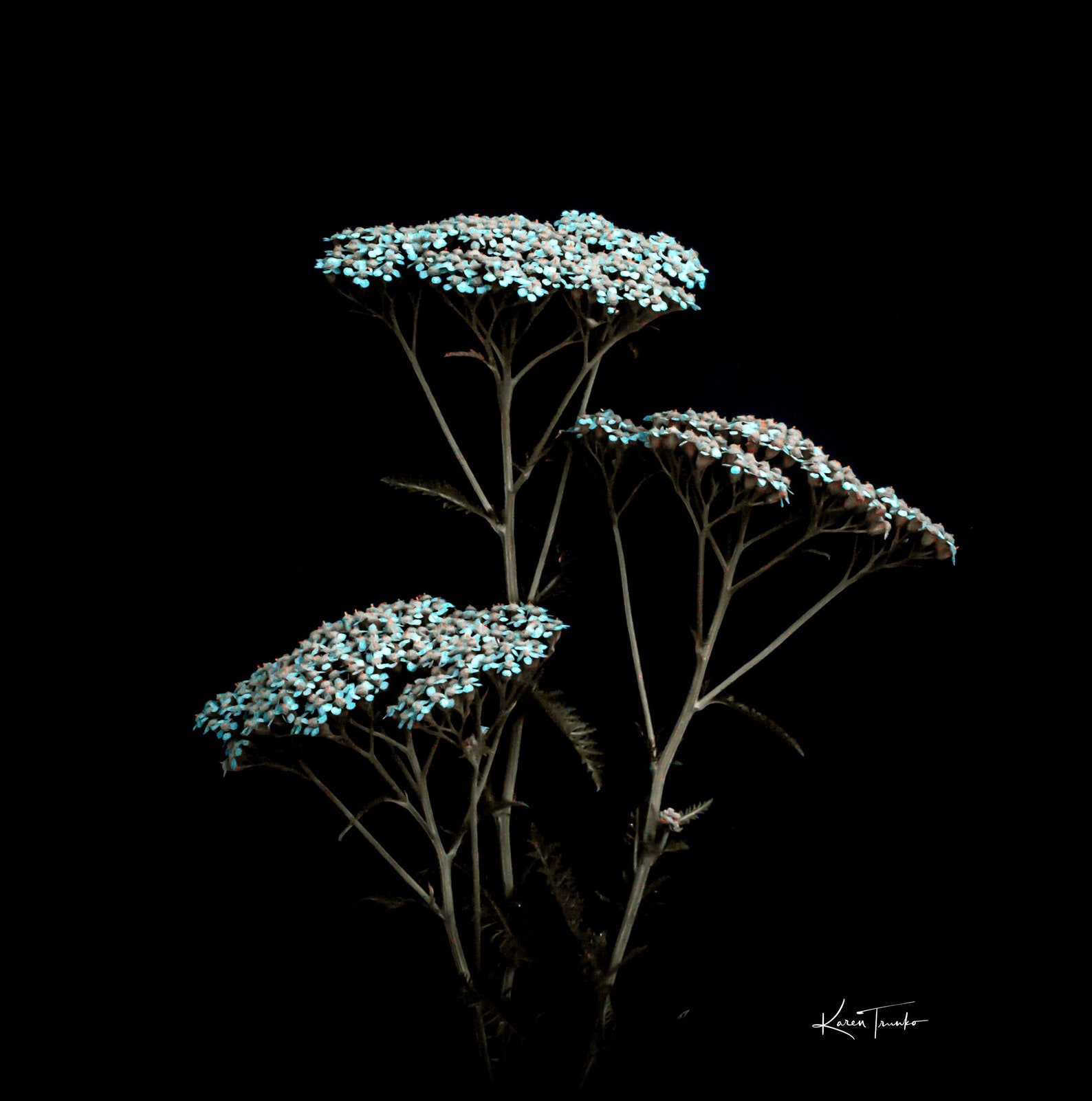 Wildflowers Unique Color Photography Fine Art Print, Yarrow Root Plant ...