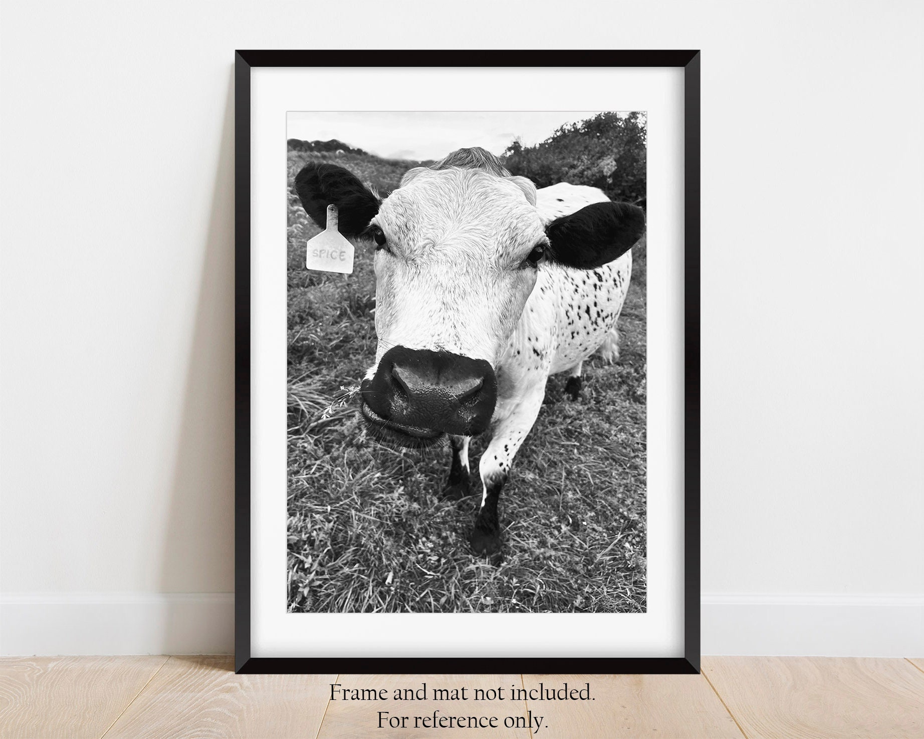 Black and White Angus Cow in Pasture - Etsy