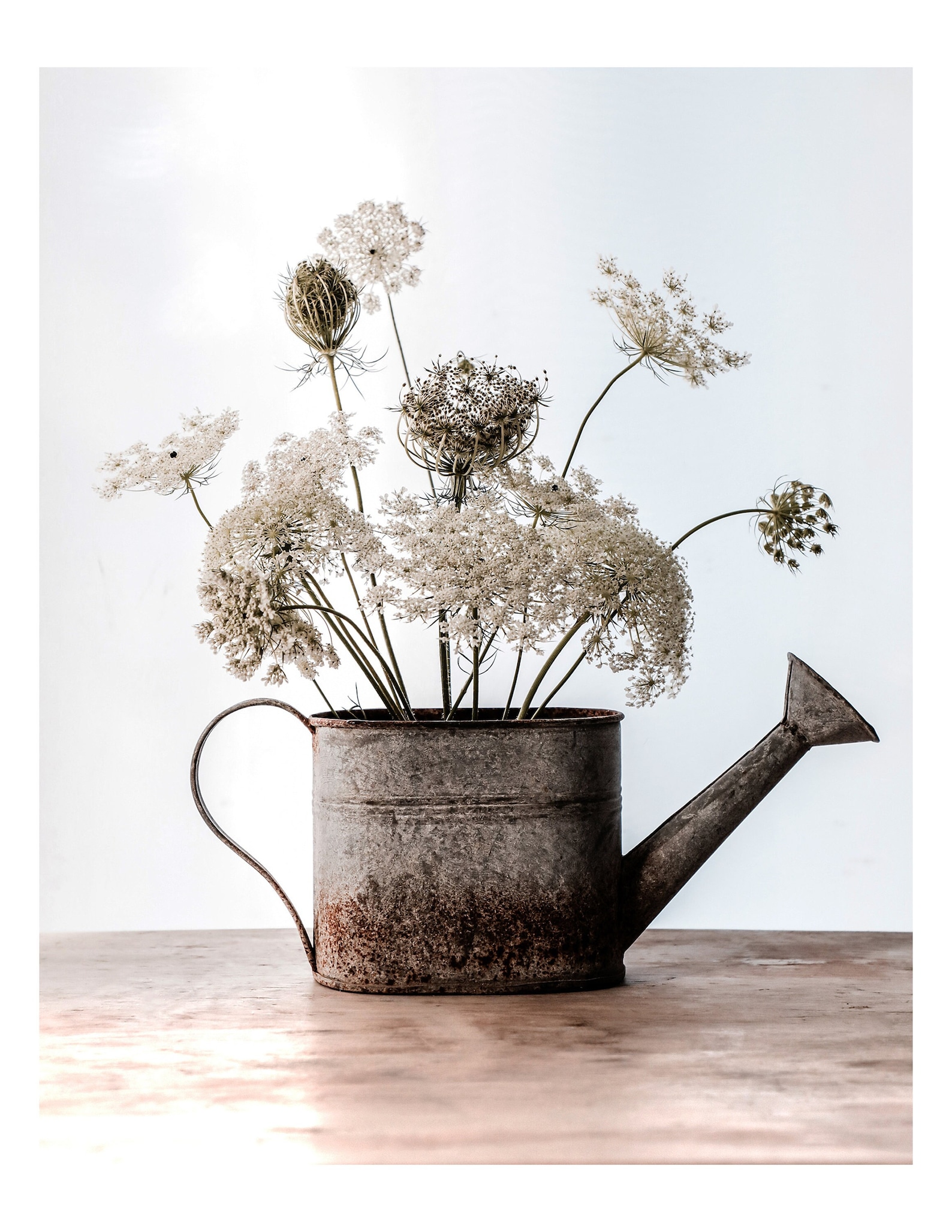 White Flowers in Rustic Watering Can, Queen Anne's Lace in Rusty ...