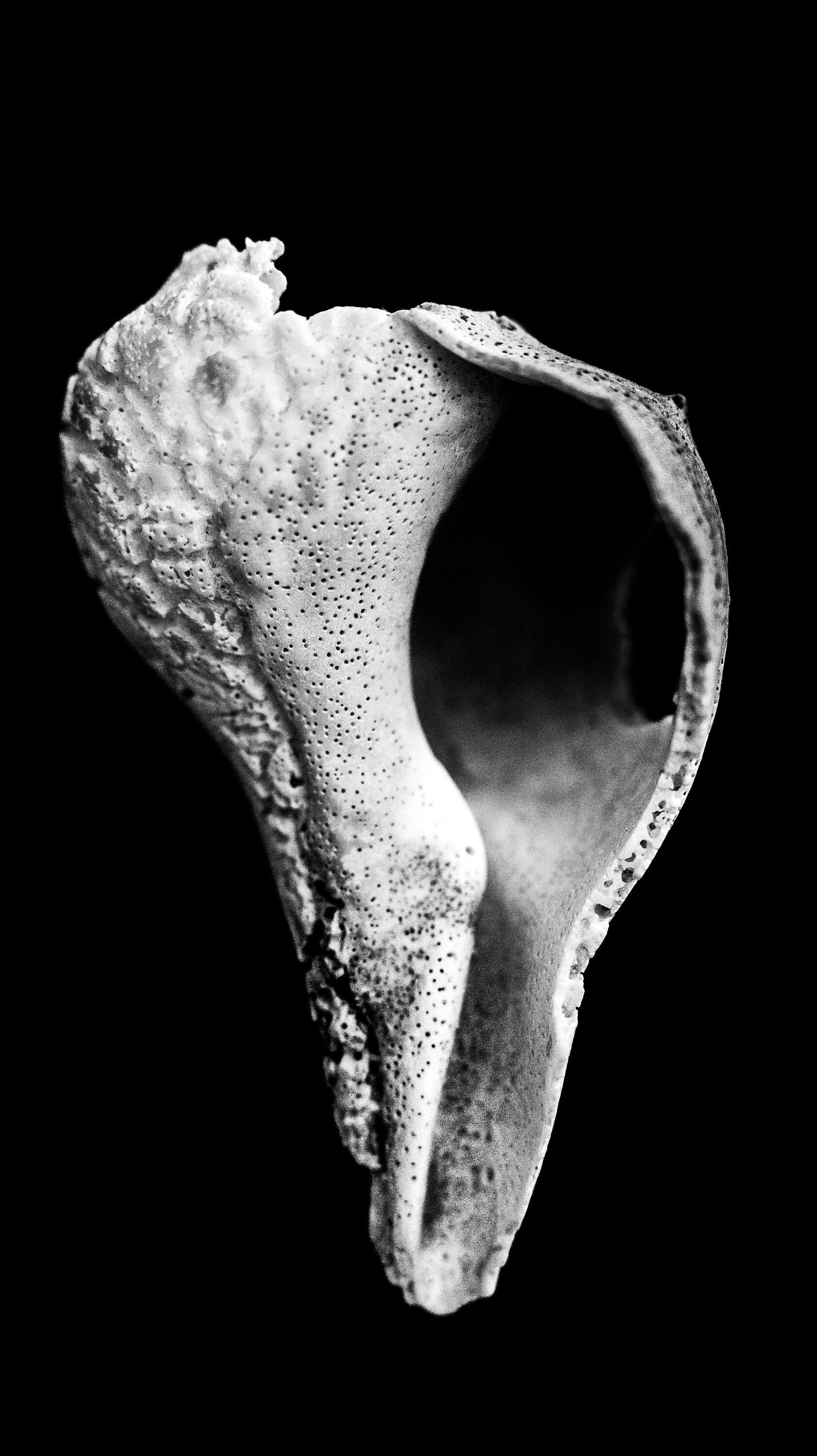 Seashell Black and White Wall Art Photography - Etsy