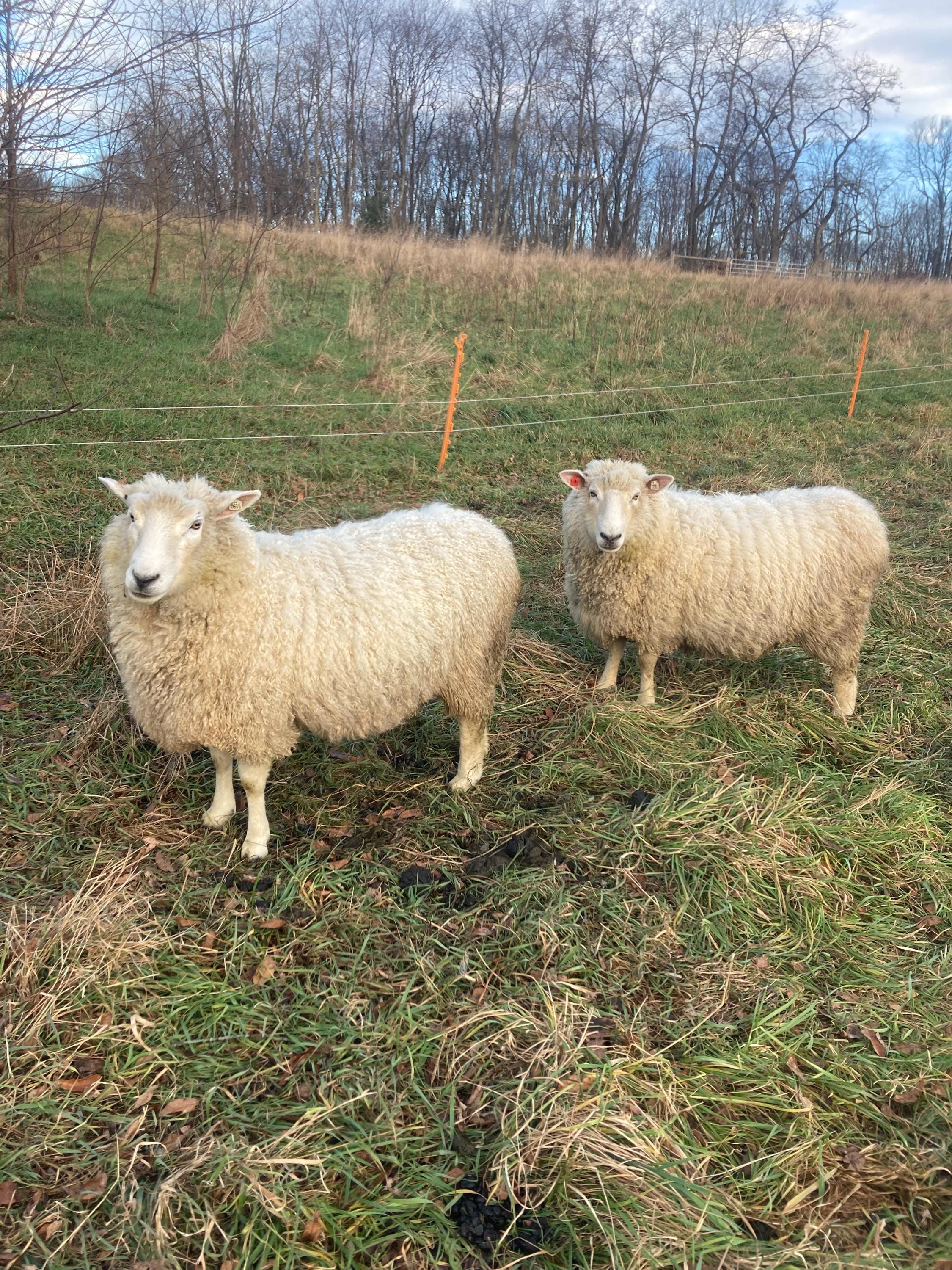 Coopworth Wool - Raw Fleece - Flora '24 - Etsy