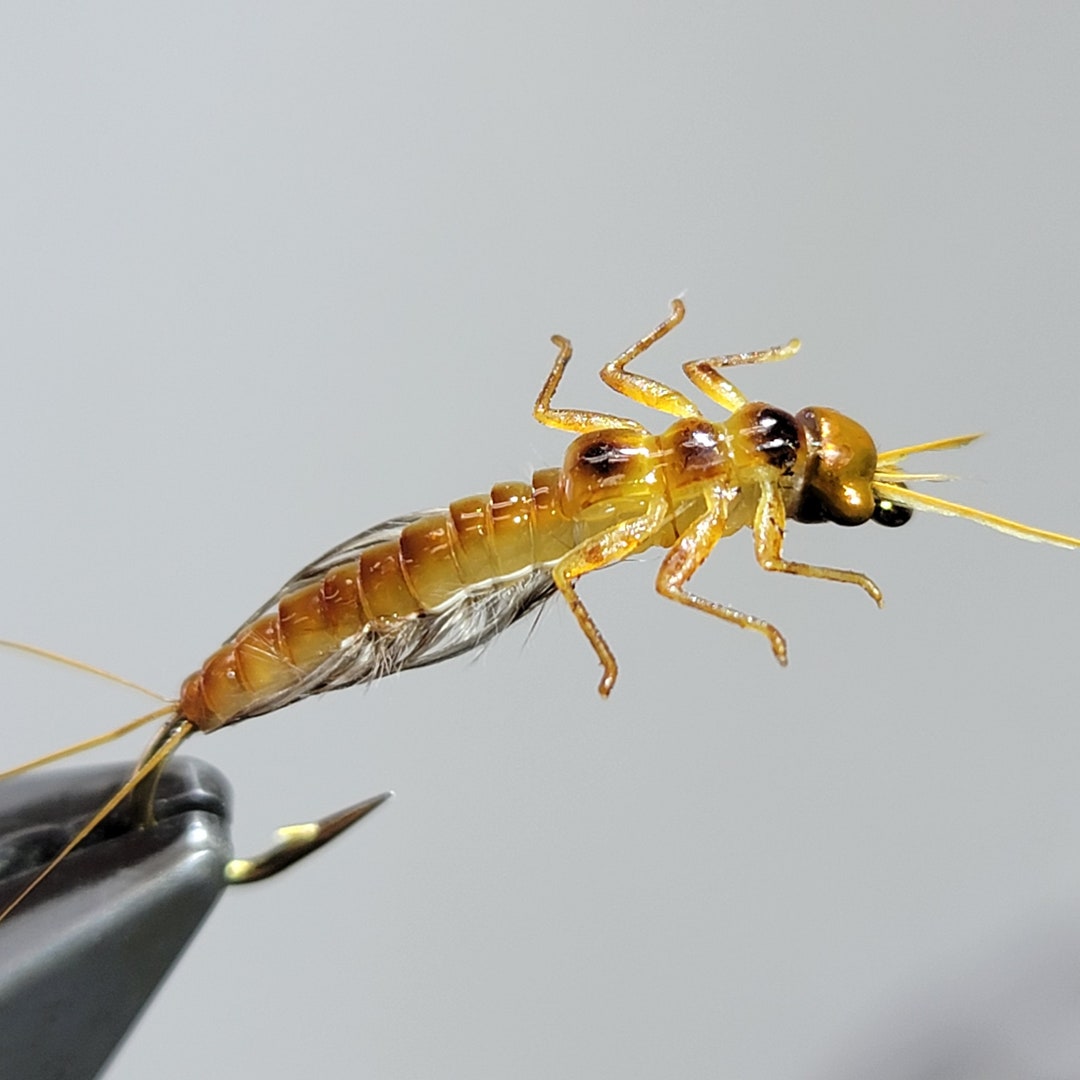 Hise Burrowing Mayfly Nymph - Etsy Hise Burrowing Mayfly Nymph - Etsy