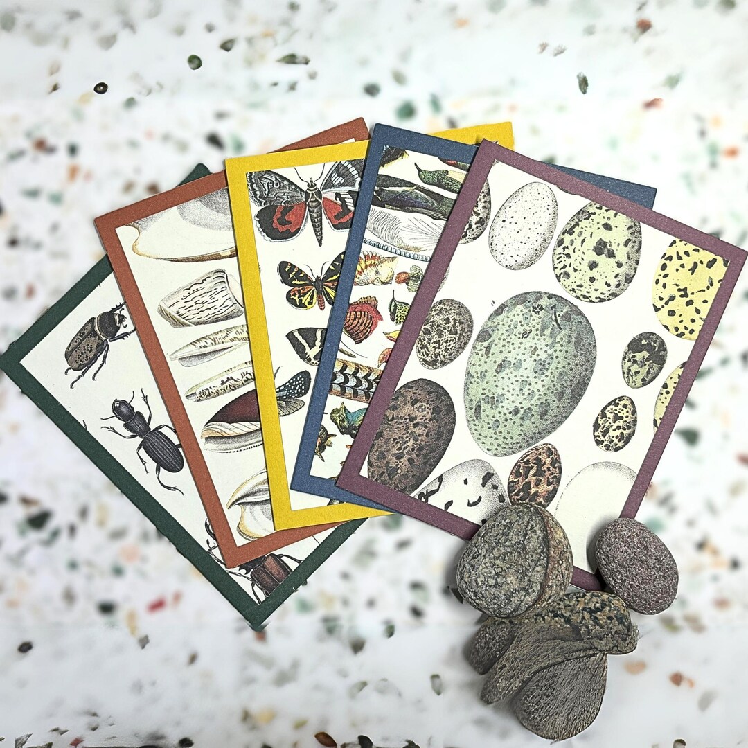 The Variety of Life - Handmade Blank Folded Note Cards - Set of 5 With ...