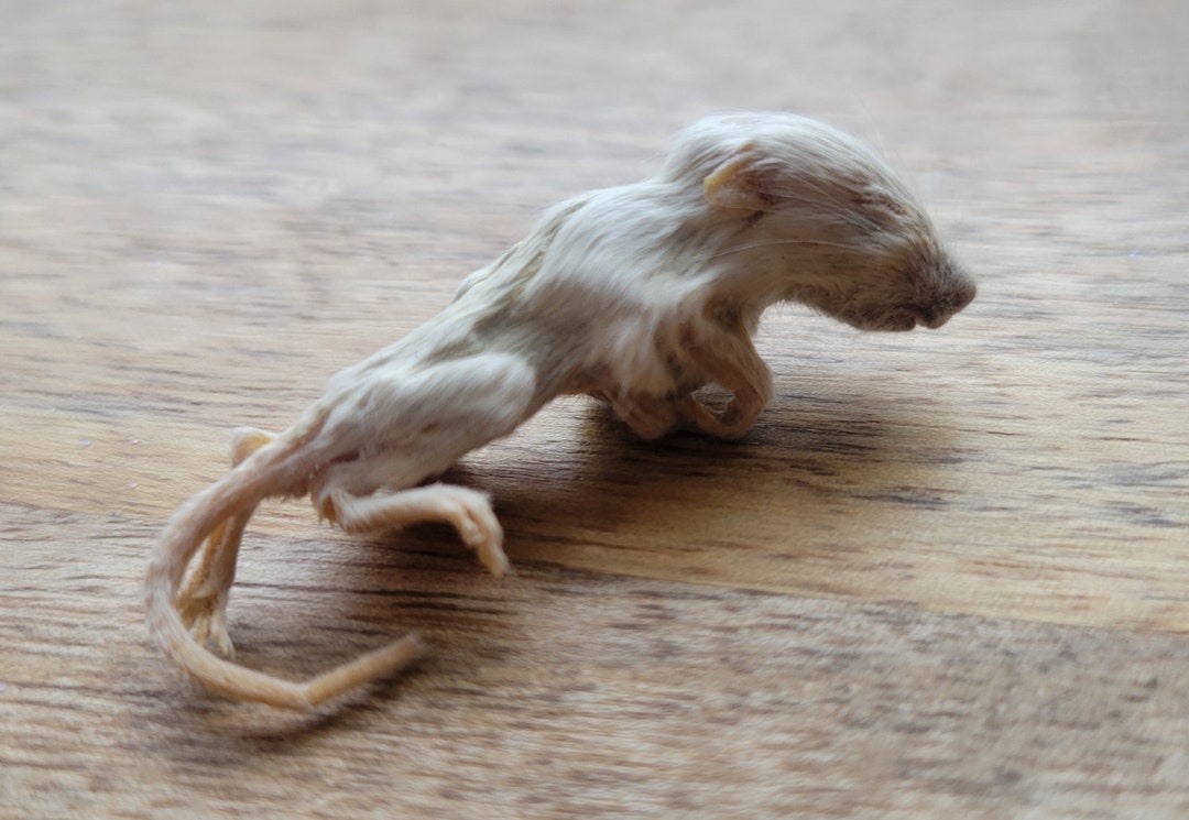 Dry Preserved mummified Fuzzy Mouse - Etsy