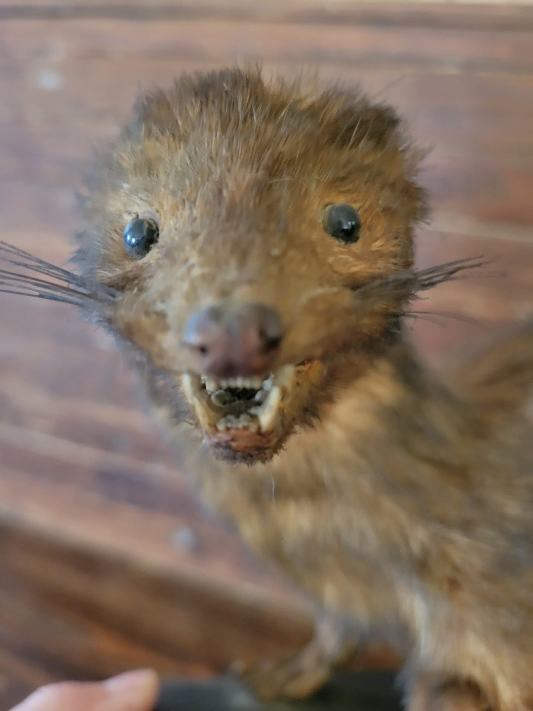 VINTAGE Derpy Weasel Taxidermy Mount - Etsy